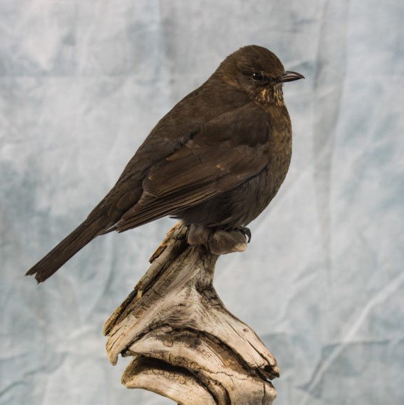 Local Specimens - Lindberg Taxidermy