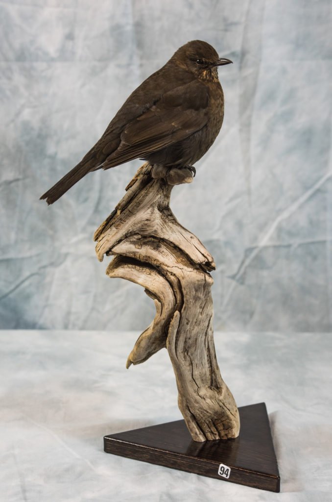 Solsort - Udstoppede Fugle - Lindberg Taxidermy